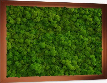 Original Moss | Tableau végétal | Cadre végétal naturel