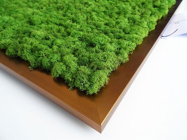 À propos de la mousse stabilisée | Lichen scandinave | OriginalMoss