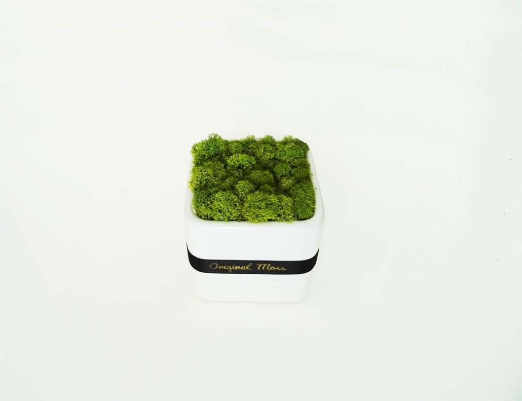 Pot de mousse stabilisée | Décoration d'intérieur - OriginalMoss